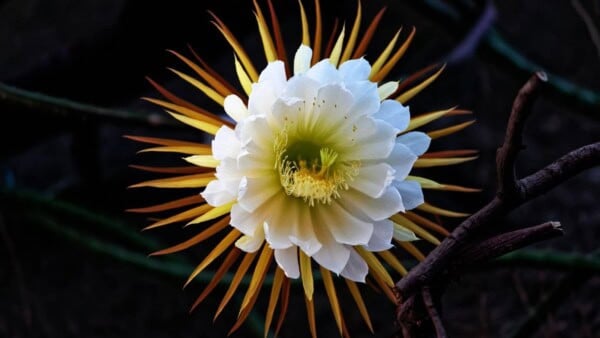 15 Rare Flowers Around the World — And Why They're So Rare