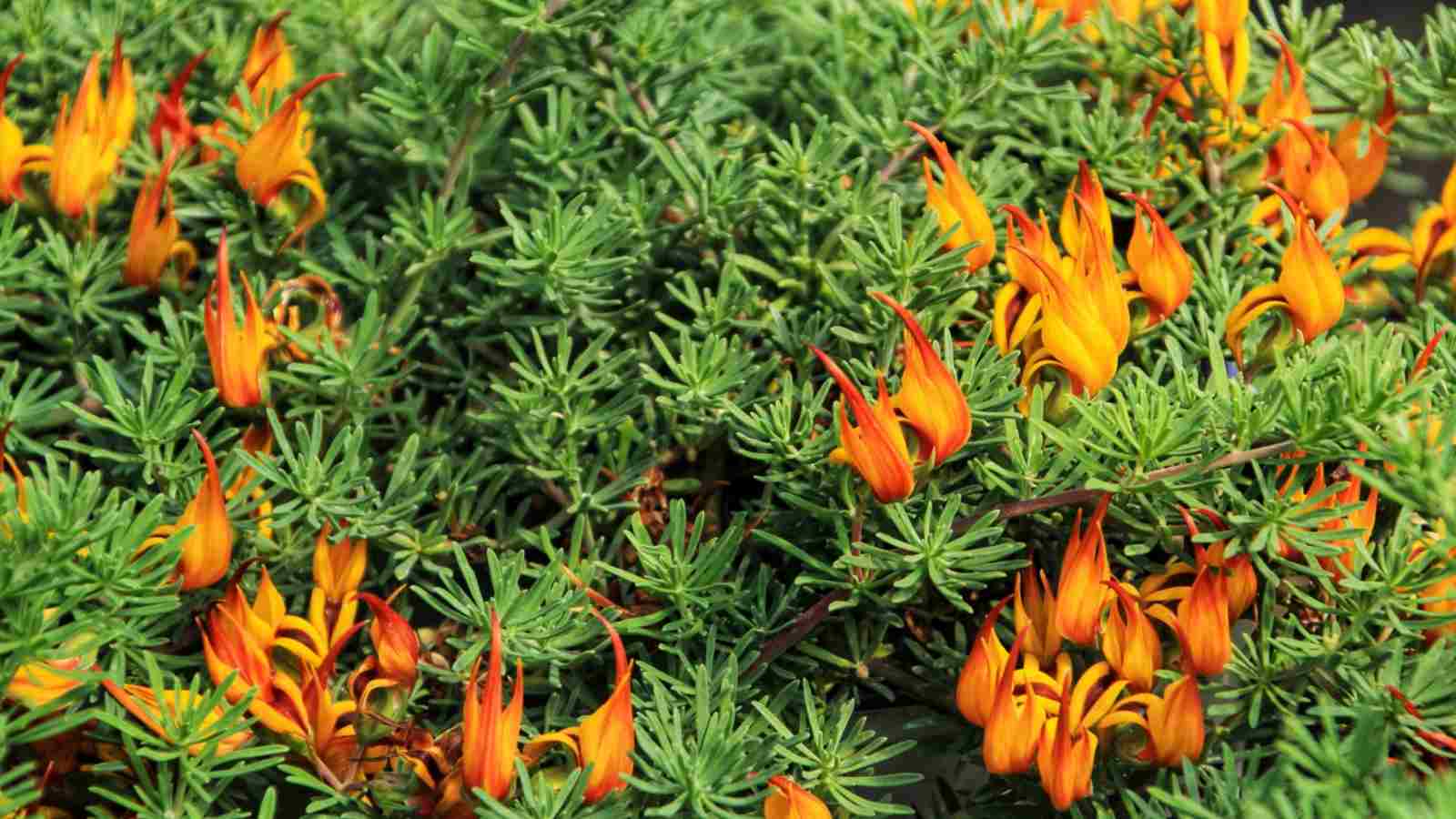 15 Rare Flowers Around the World — And Why They're So Rare