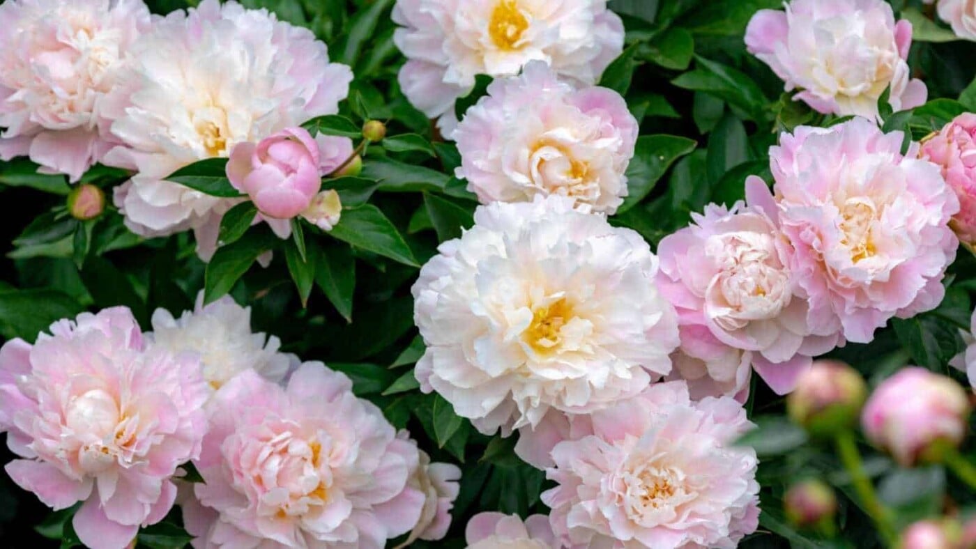 10 Deer-Resistant Plants to Keep Herbivores Away From Your Plants