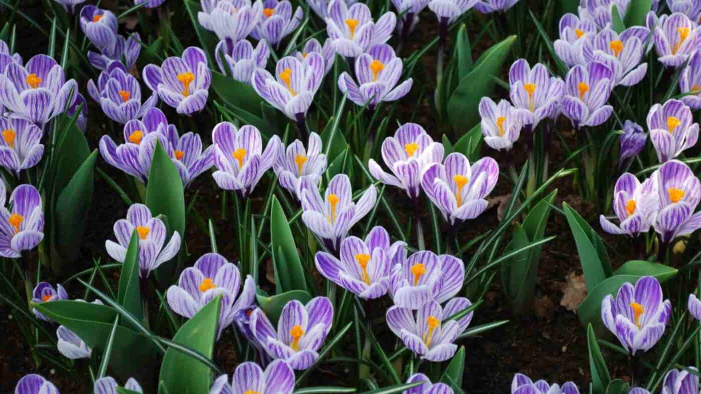 Crocus Guide: How to Plant, Grow, and Care for Crocus