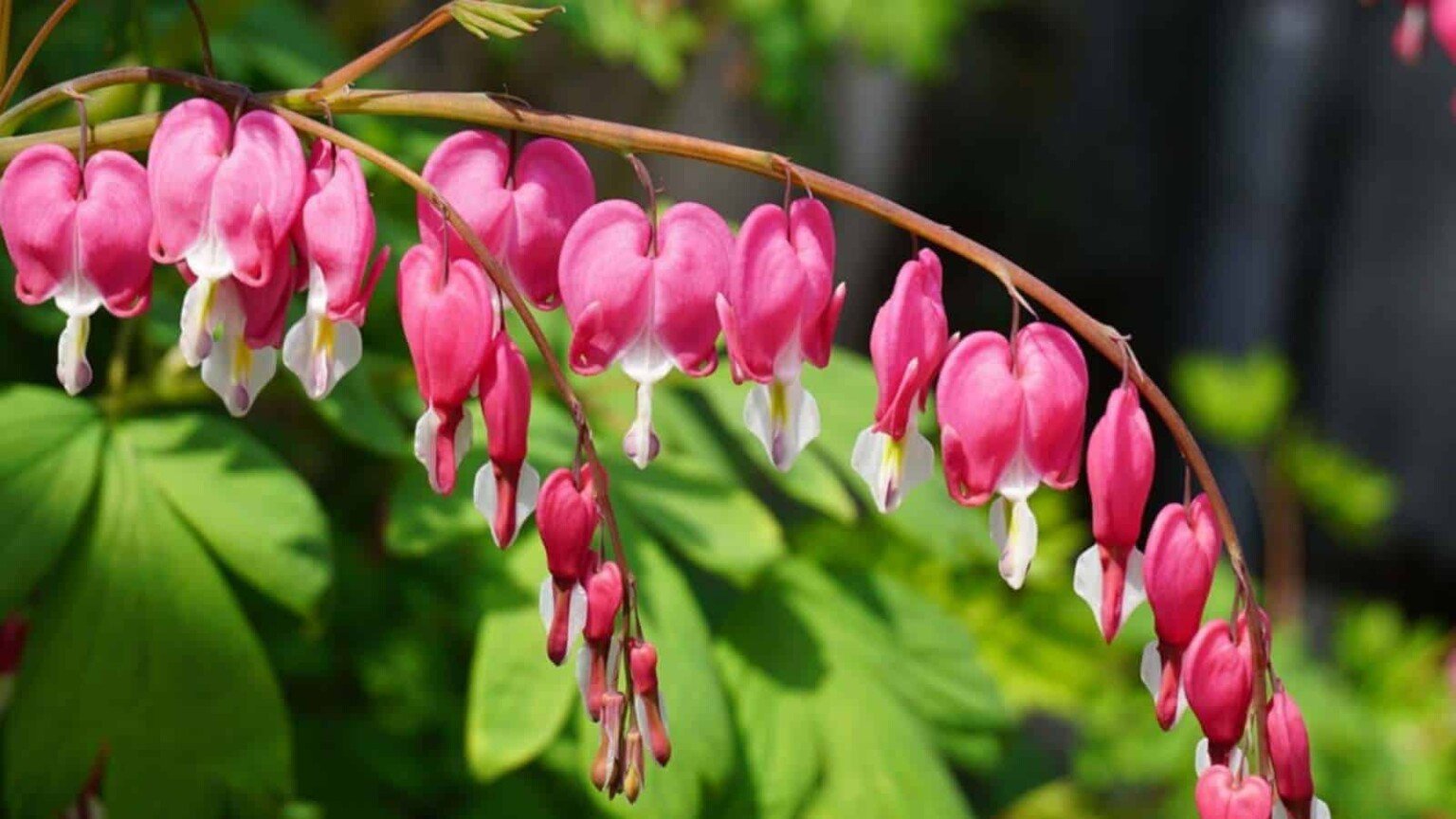 How to Plant, Grow, and Care for Bleeding Heart Flower