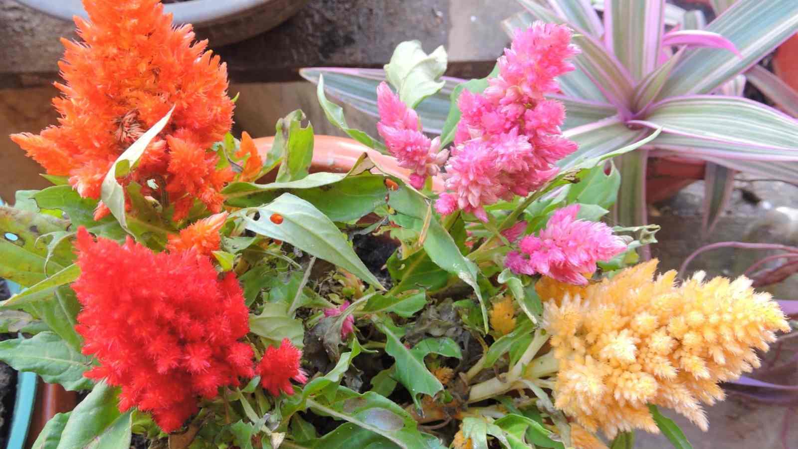 Astilbe Guide: How to Grow and Care for Astilbe Flowers