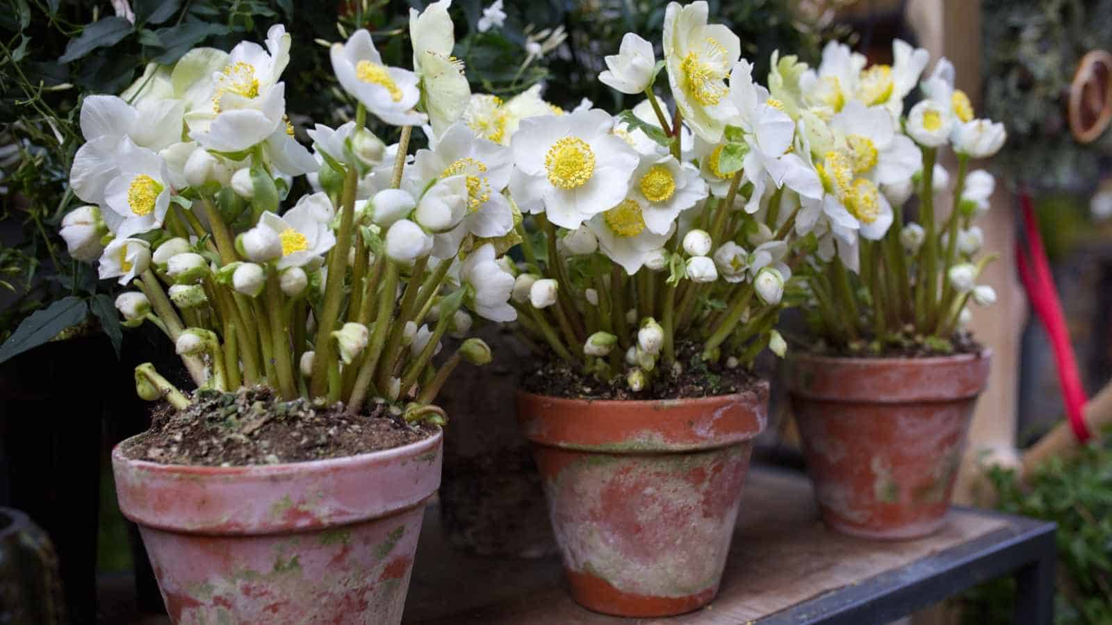 Lenten Rose: How to Grow and Care for Helleborus x Hybridus