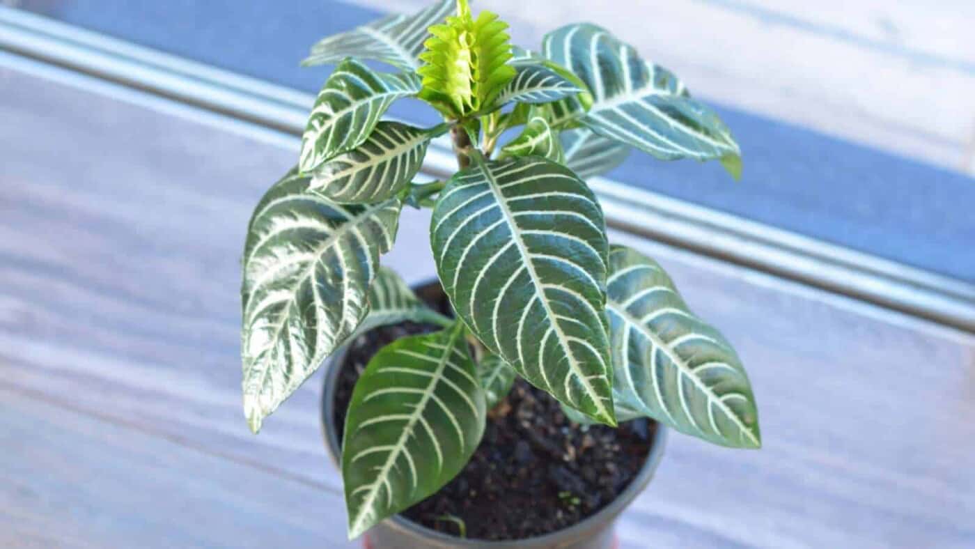 Cultivating a Healthy Zebra Plant — Quick Guide