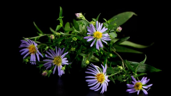 Growing and Caring for Aster Flowers - Complete Guide