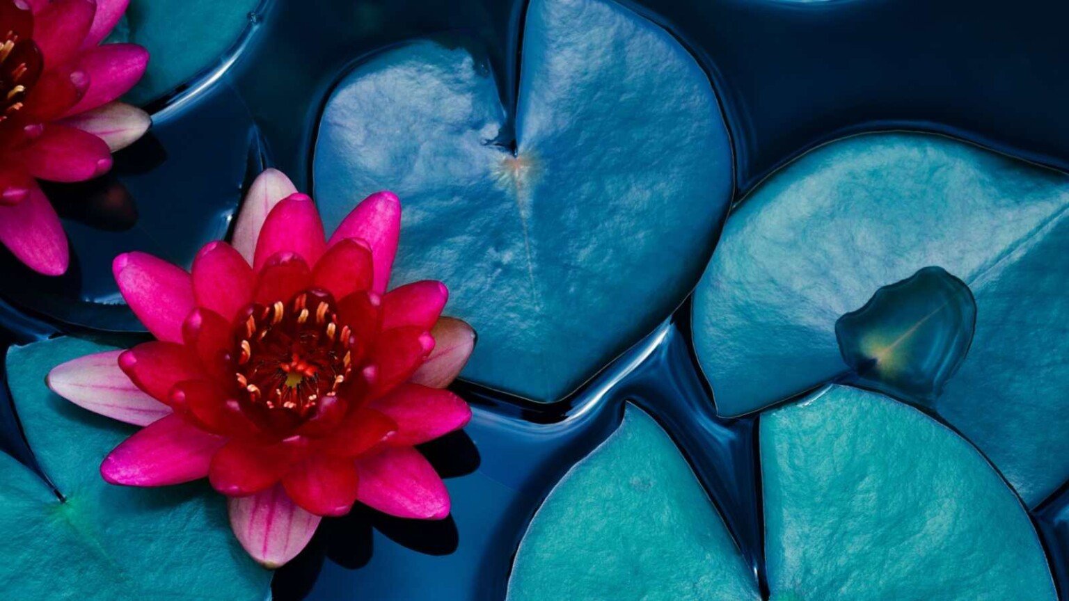 Lotus Flower: Symbolism, Meaning, and How to Grow It
