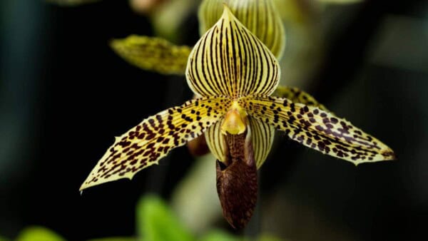 15 Rare Flowers Around the World — And Why They're So Rare