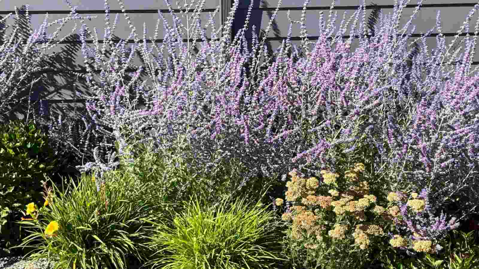 How to Plant, Grow, and Care for Russian Sage Easily