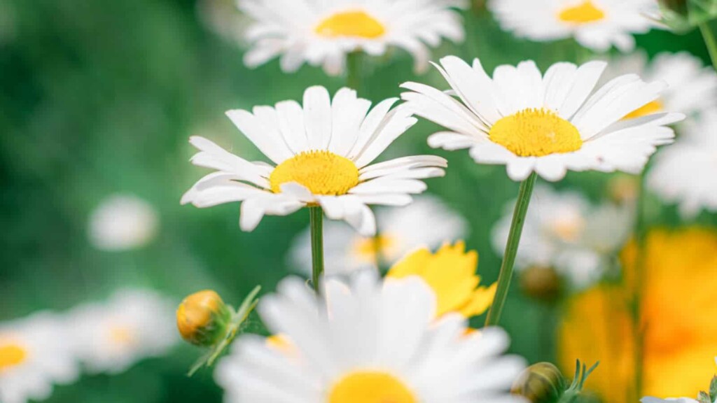 How to Plant, Grow, and Care for Shasta Daisy Flowers
