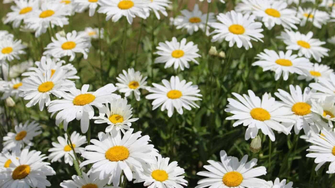 How to Plant, Grow, and Care for Shasta Daisy Flowers