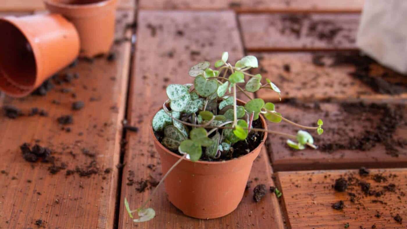 How to Plant, Grow, and Care for String of Hearts Plant