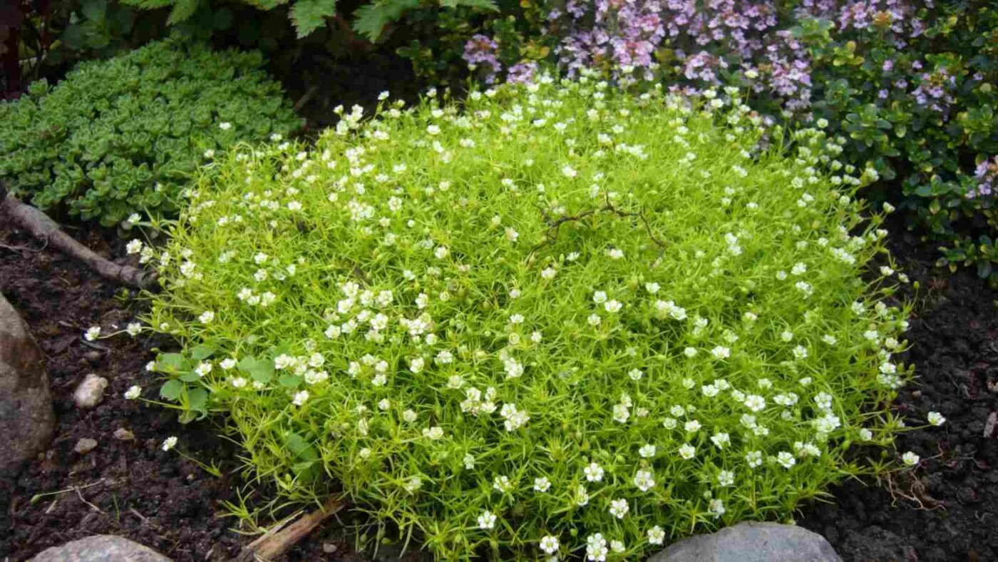 Irish Moss: A Guide From Growing to Propagation