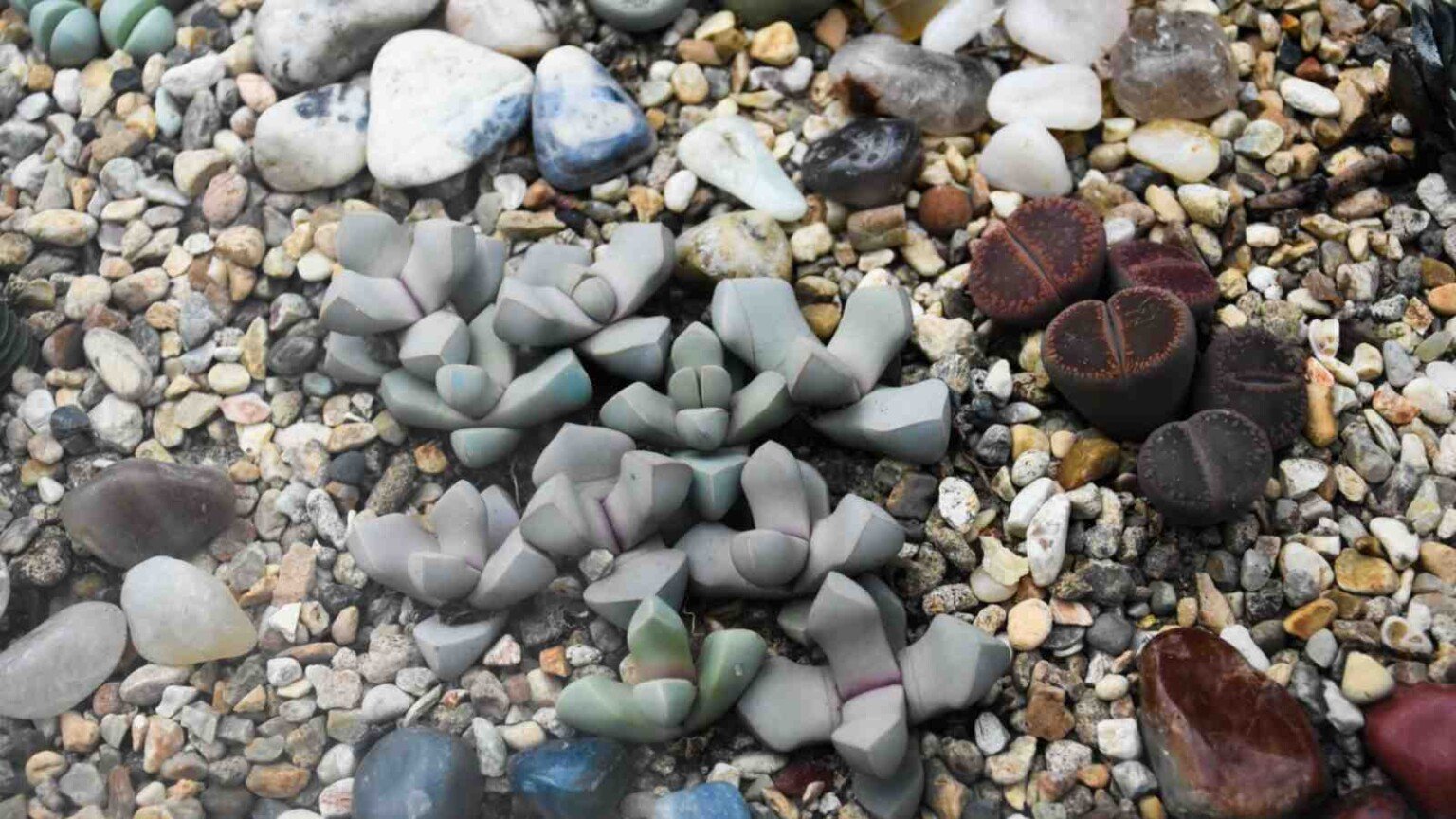How to Grow and Care for Lithops (Living Stones)