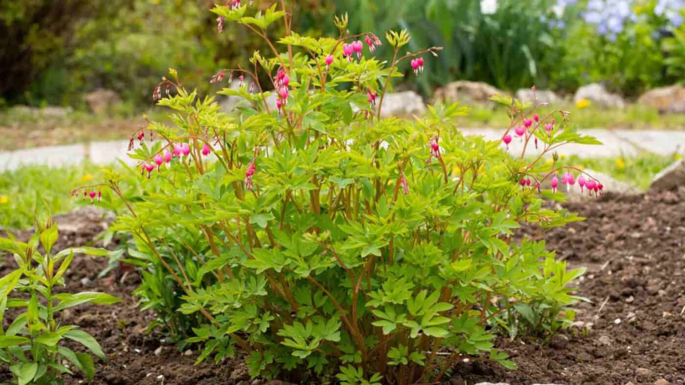 How to Plant, Grow, and Care for Bleeding Heart Flower