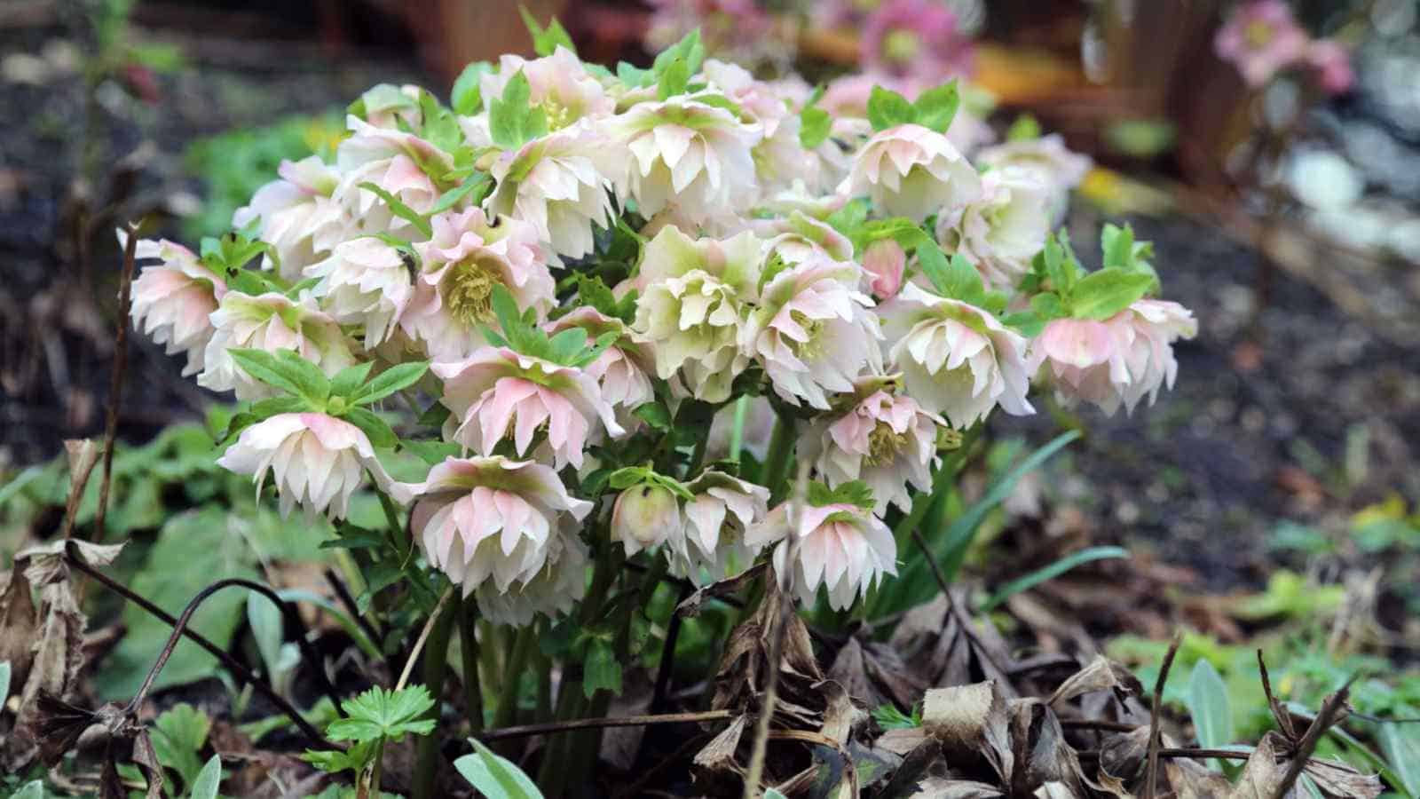 Lenten Rose: How to Grow and Care for Helleborus x Hybridus