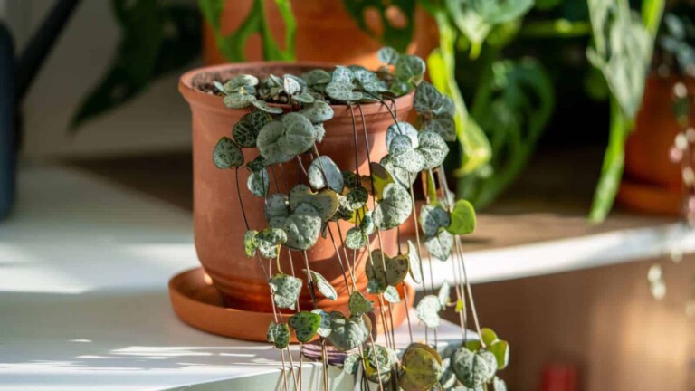 How to Plant, Grow, and Care for String of Hearts Plant
