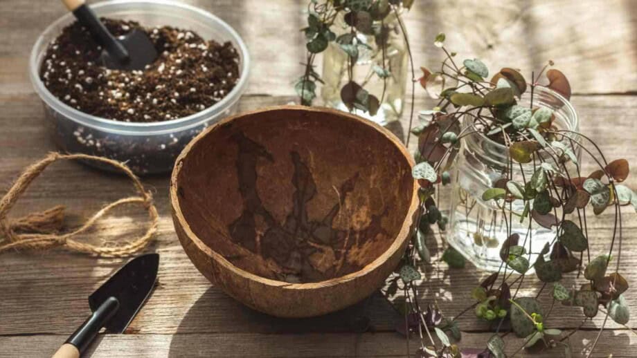 How to Plant, Grow, and Care for String of Hearts Plant