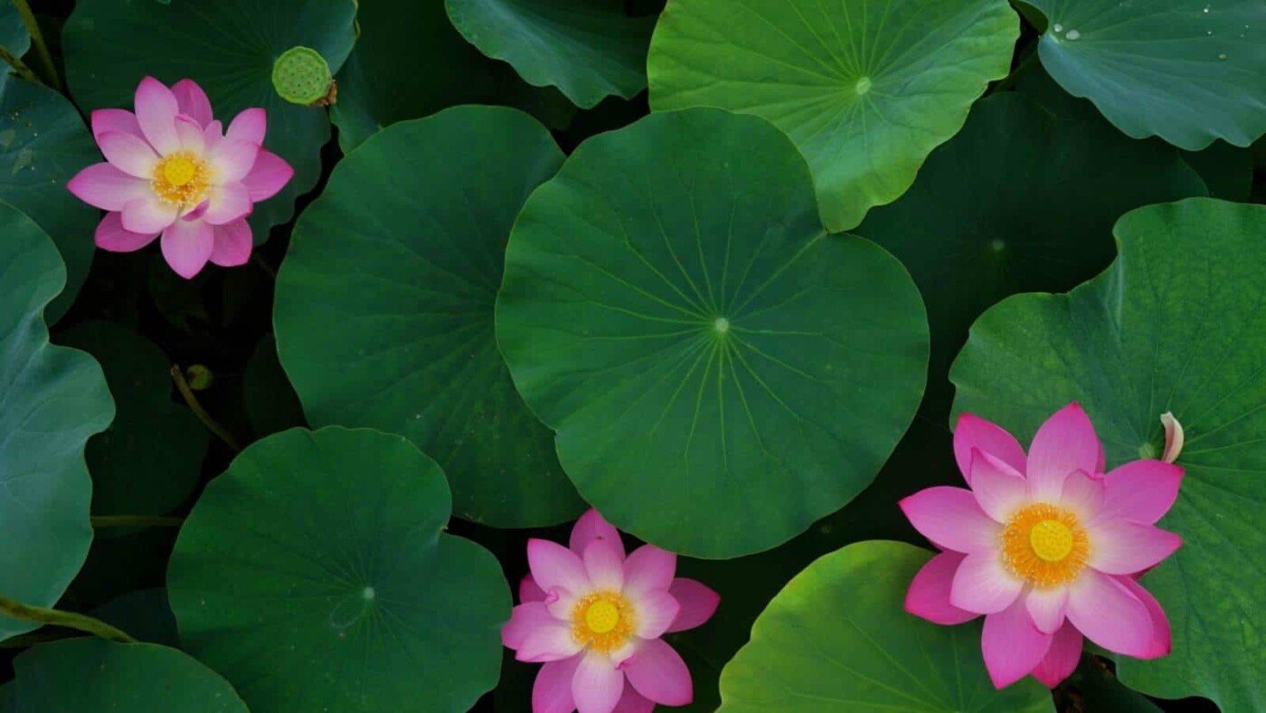 Lotus Flower: Symbolism, Meaning, and How to Grow It