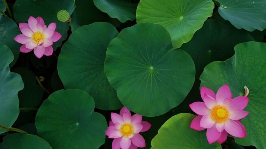 Lotus Flower: Symbolism, Meaning, and How to Grow It