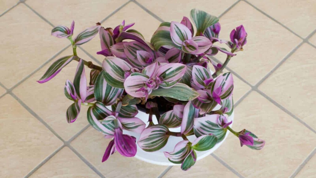 How to Plant, Grow and Care for Tradescantia Nanouk: Full Guide