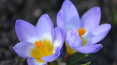 Crocus Guide: How to Plant, Grow, and Care for Crocus