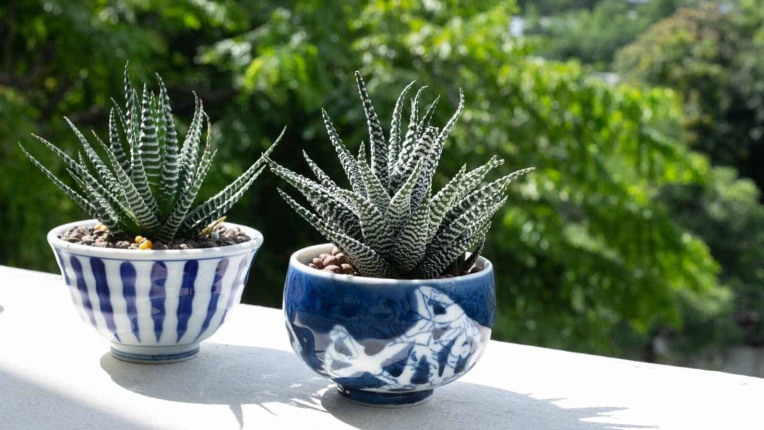 How To Plant Grow And Care For Haworthia: Complete Guide