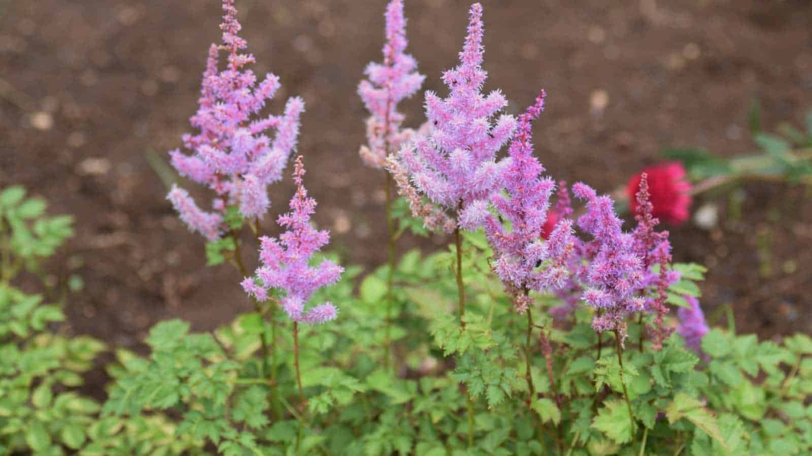 Astilbe Guide: How to Grow and Care for Astilbe Flowers