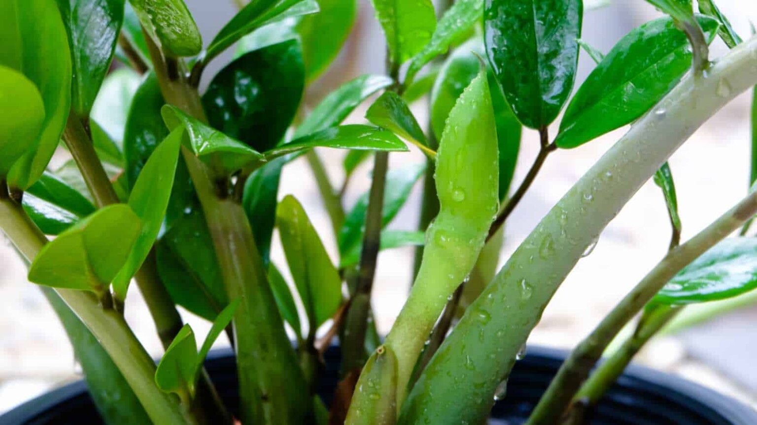 ZZ Plant Care: How to Grow & Care for Zamioculcas Zamiifolia