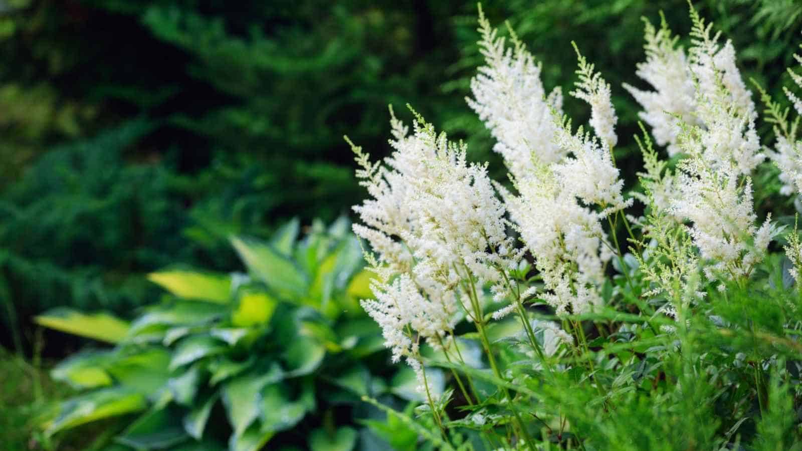 Astilbe Guide: How to Grow and Care for Astilbe Flowers