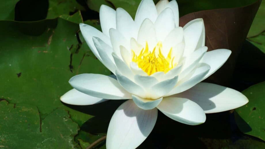Lotus Flower: Symbolism, Meaning, and How to Grow It