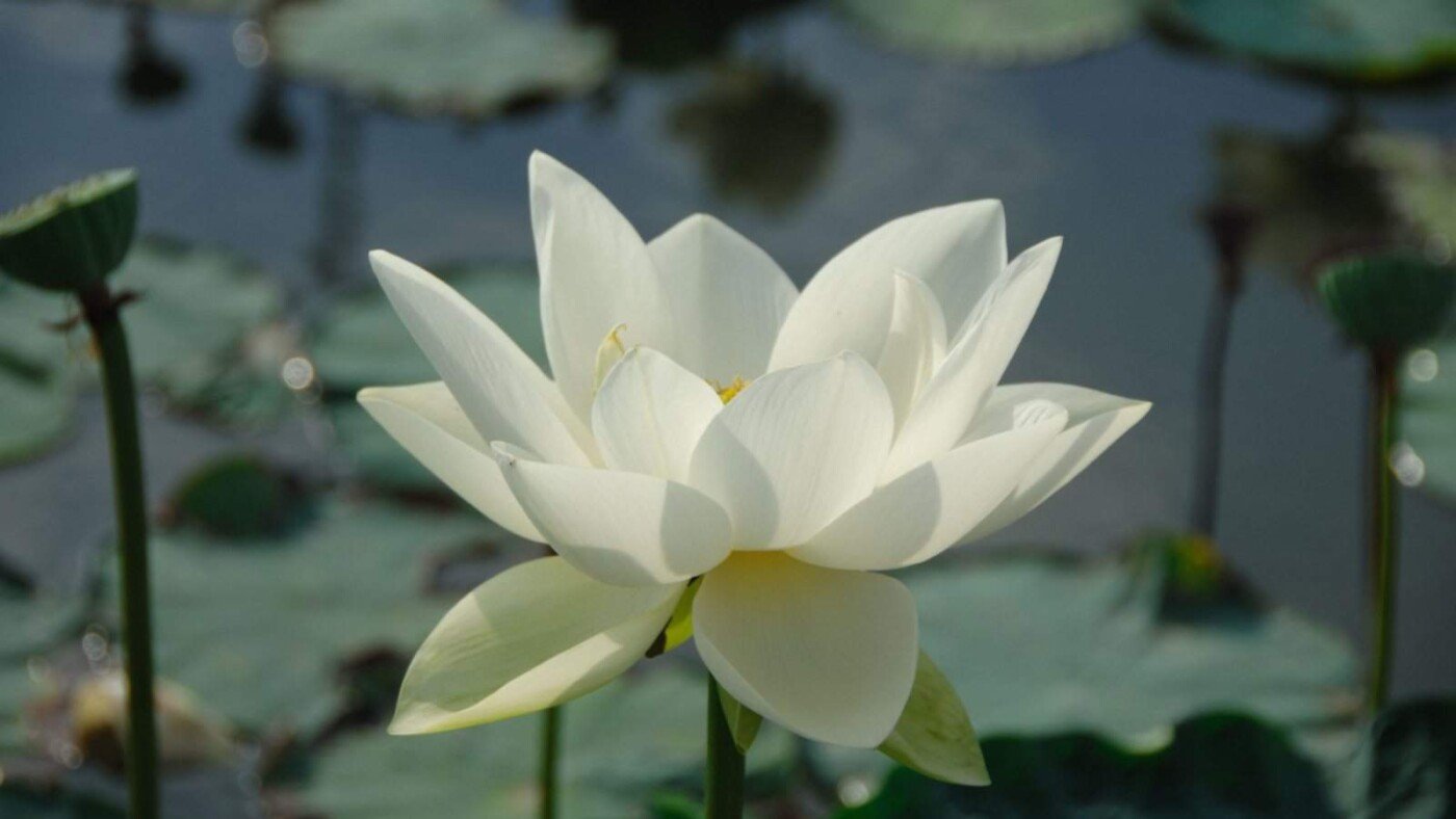 Lotus Flower: Symbolism, Meaning, and How to Grow It