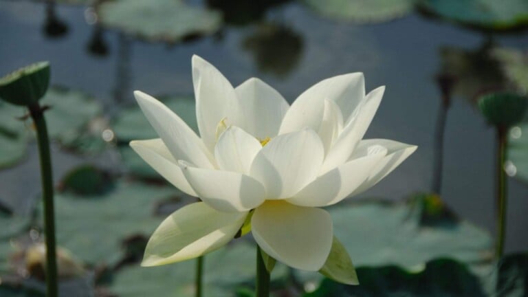 Lotus Flower: Symbolism, Meaning, and How to Grow It