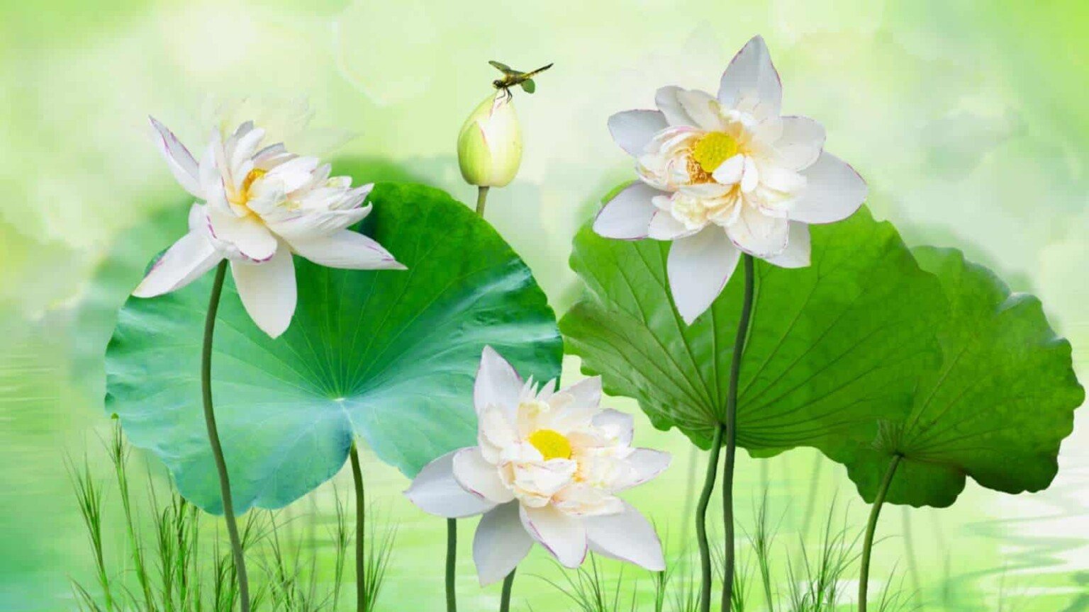 Lotus Flower: Symbolism, Meaning, and How to Grow It