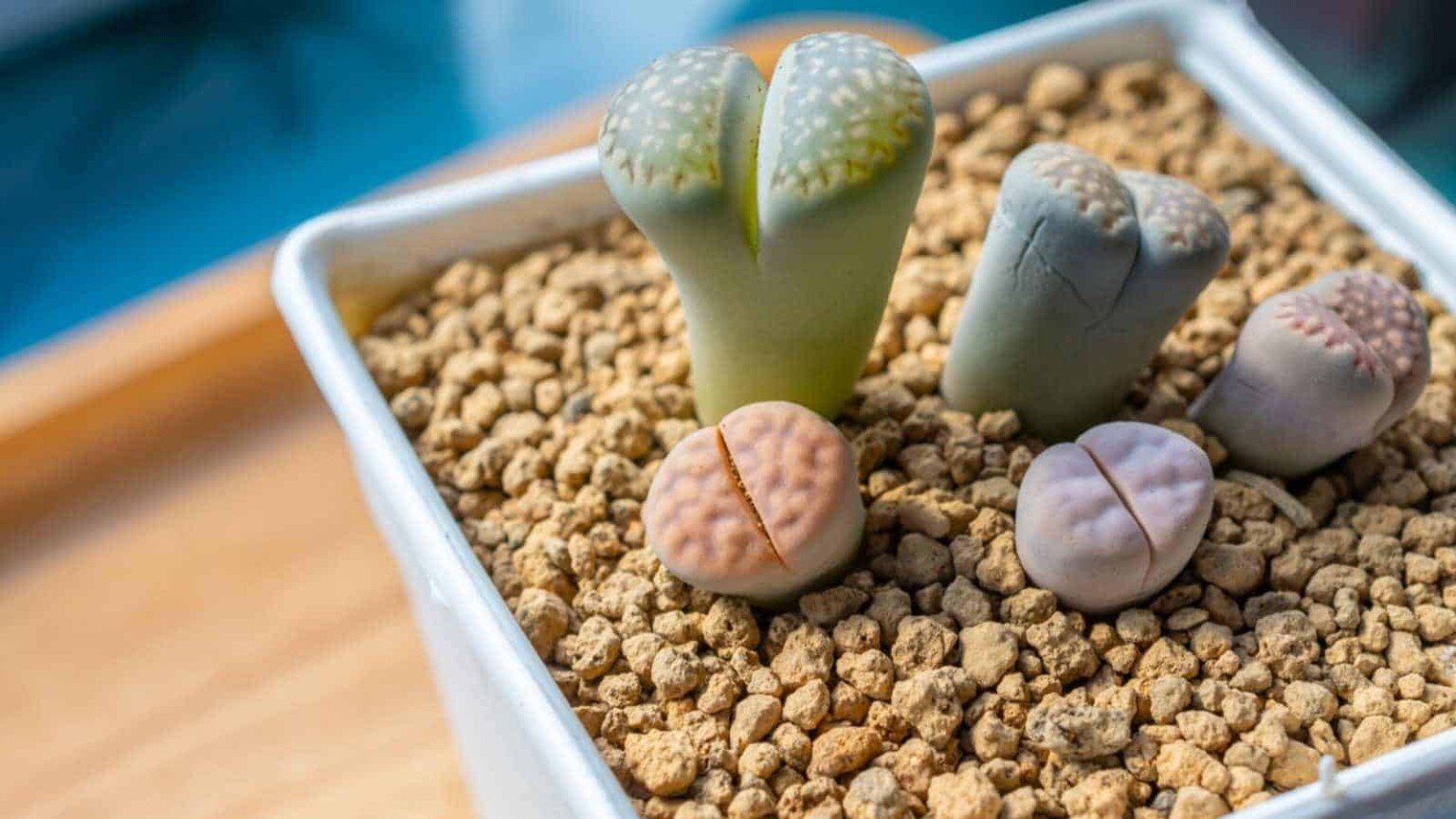 How to Grow and Care for Lithops (Living Stones)