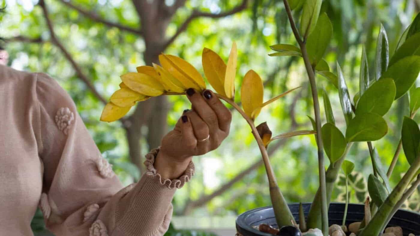 ZZ Plant Care: How to Grow & Care for Zamioculcas Zamiifolia