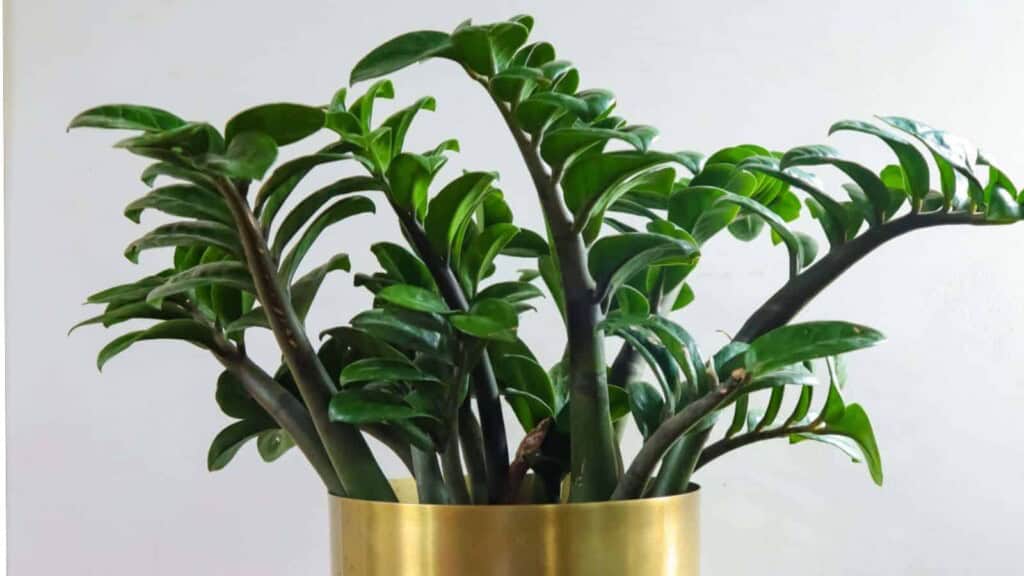 ZZ Plant Care: How to Grow & Care for Zamioculcas Zamiifolia