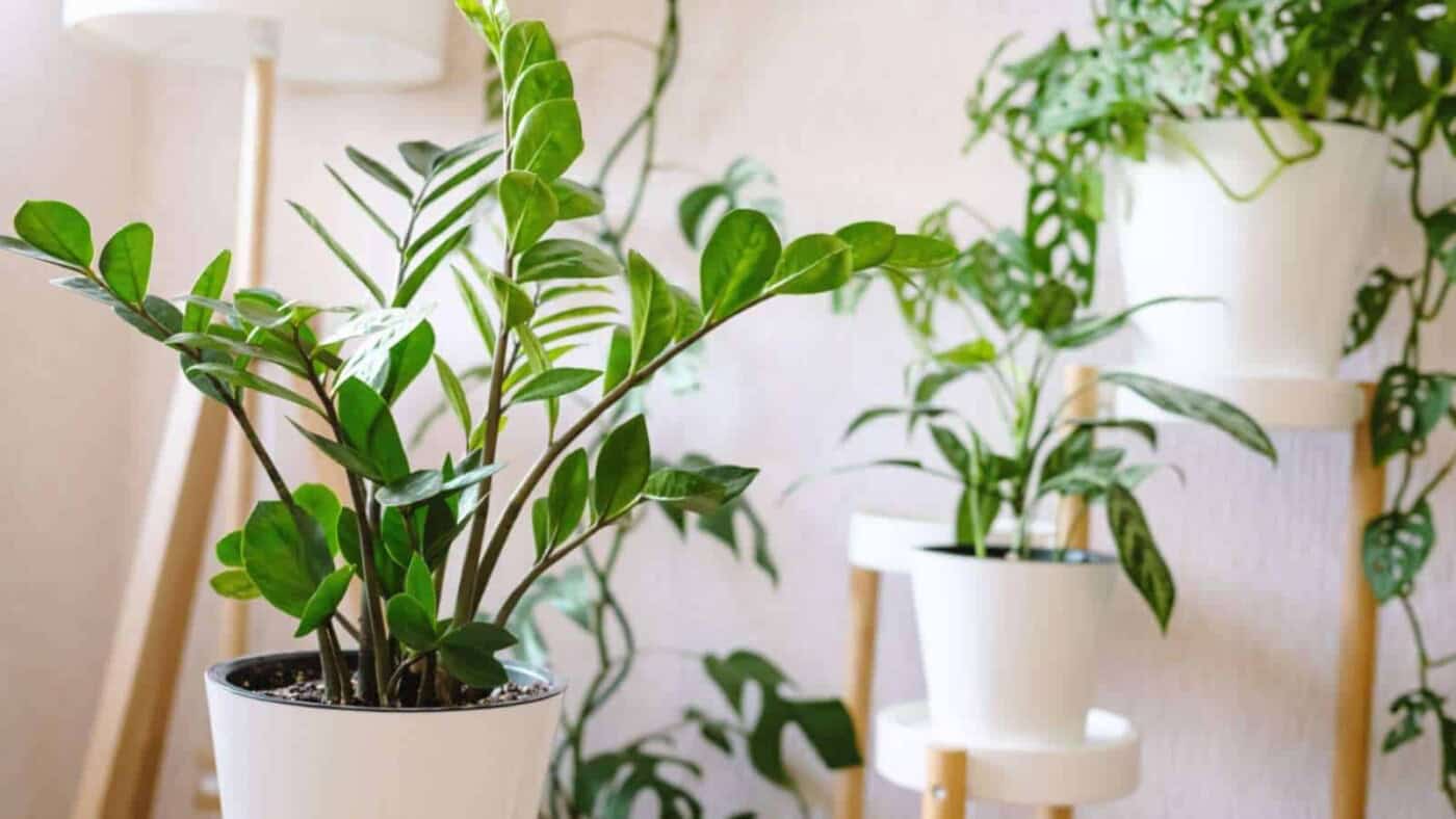 ZZ Plant Care: How to Grow & Care for Zamioculcas Zamiifolia