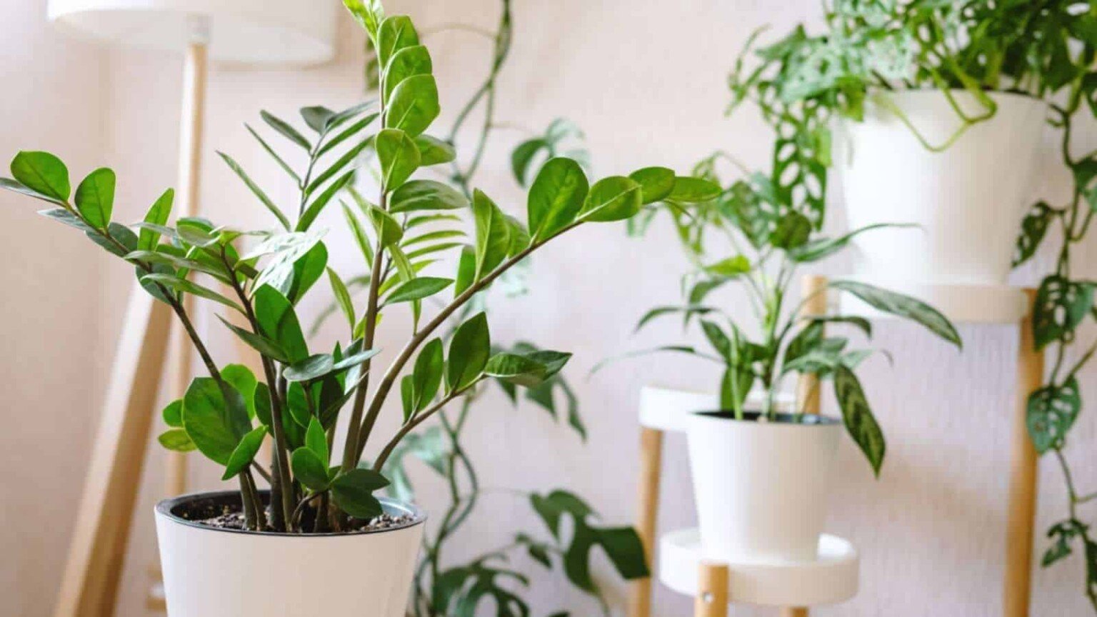 ZZ Plant Care: How to Grow & Care for Zamioculcas Zamiifolia