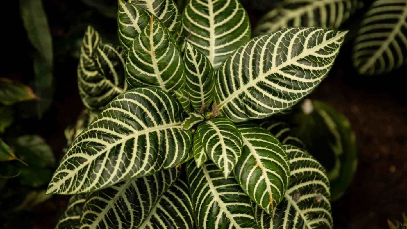 Cultivating a Healthy Zebra Plant — Quick Guide