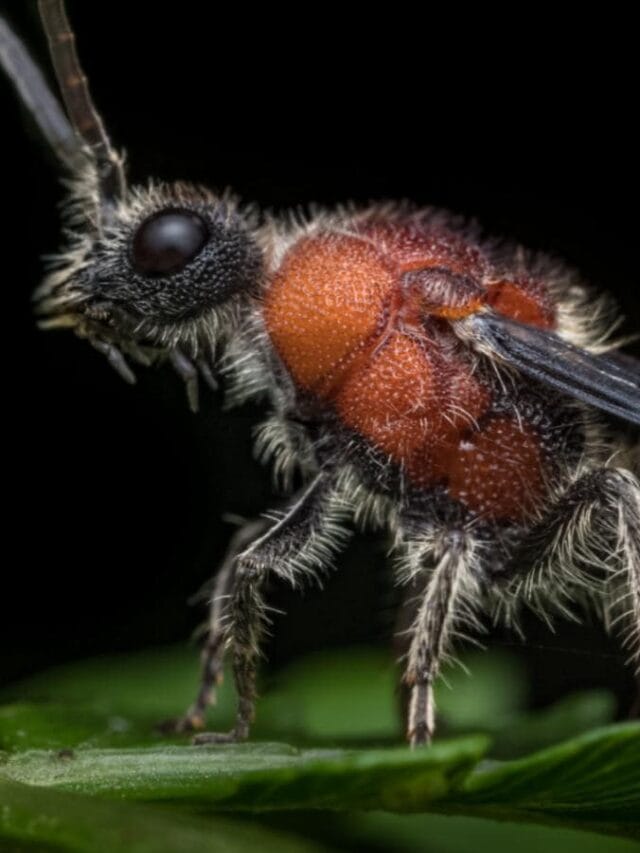 Velvet Ant: What You Need to Know About Cow Killer Ants - Planet Natural