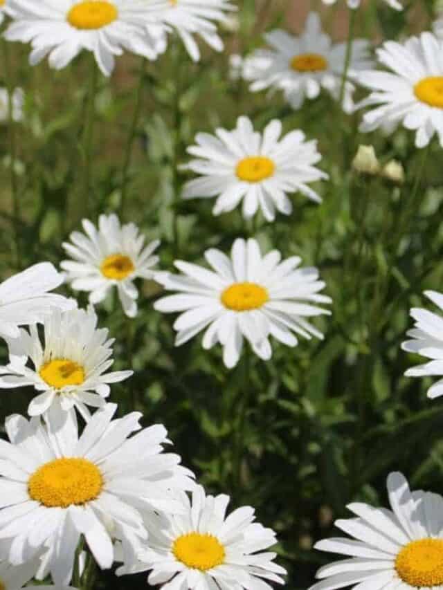 How to Plant, Grow, and Care for Shasta Daisy Flowers - Planet Natural