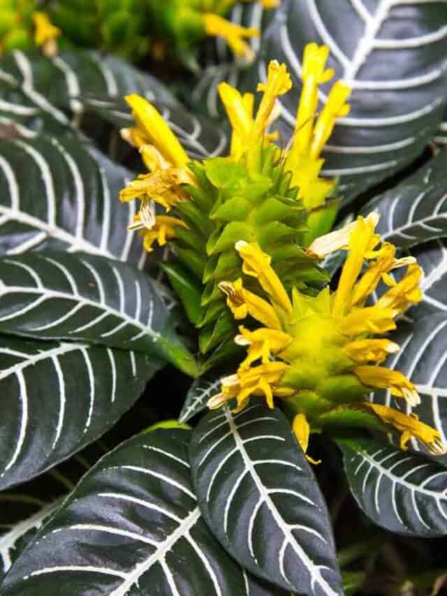 Cultivating a Healthy Zebra Plant — Quick Guide - Planet Natural