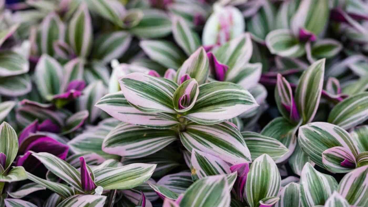 How to Plant, Grow and Care for Tradescantia Nanouk: Full Guide