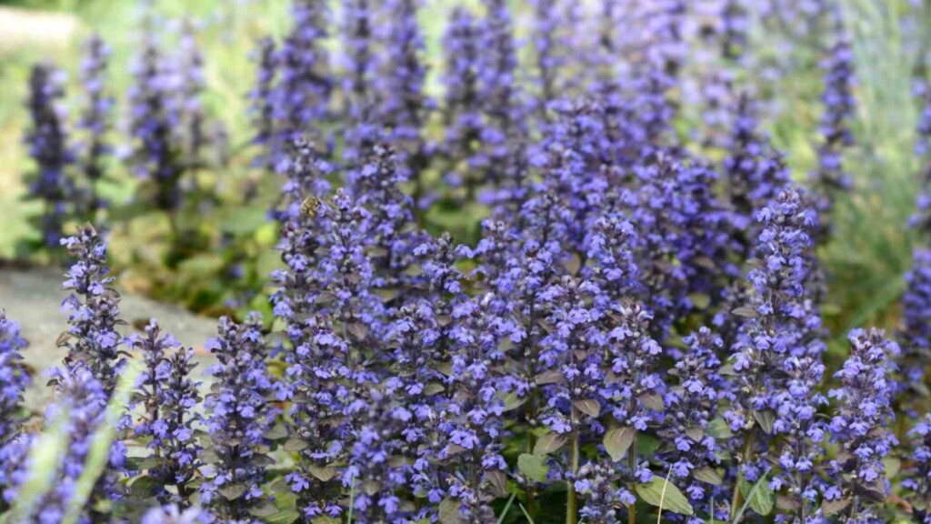 How to Plant, Grow, and Care for Bugleweed (Ajuga)