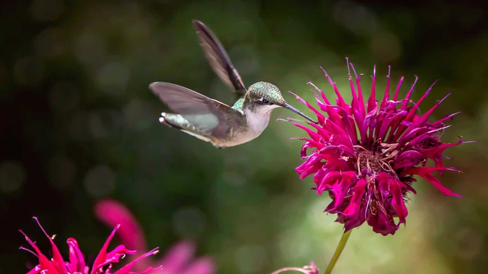 How to Plant, Grow, and Care for Bee Balm (Monarda)