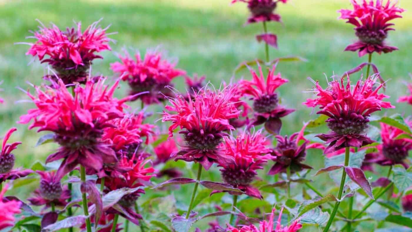 How to Plant, Grow, and Care for Bee Balm (Monarda)