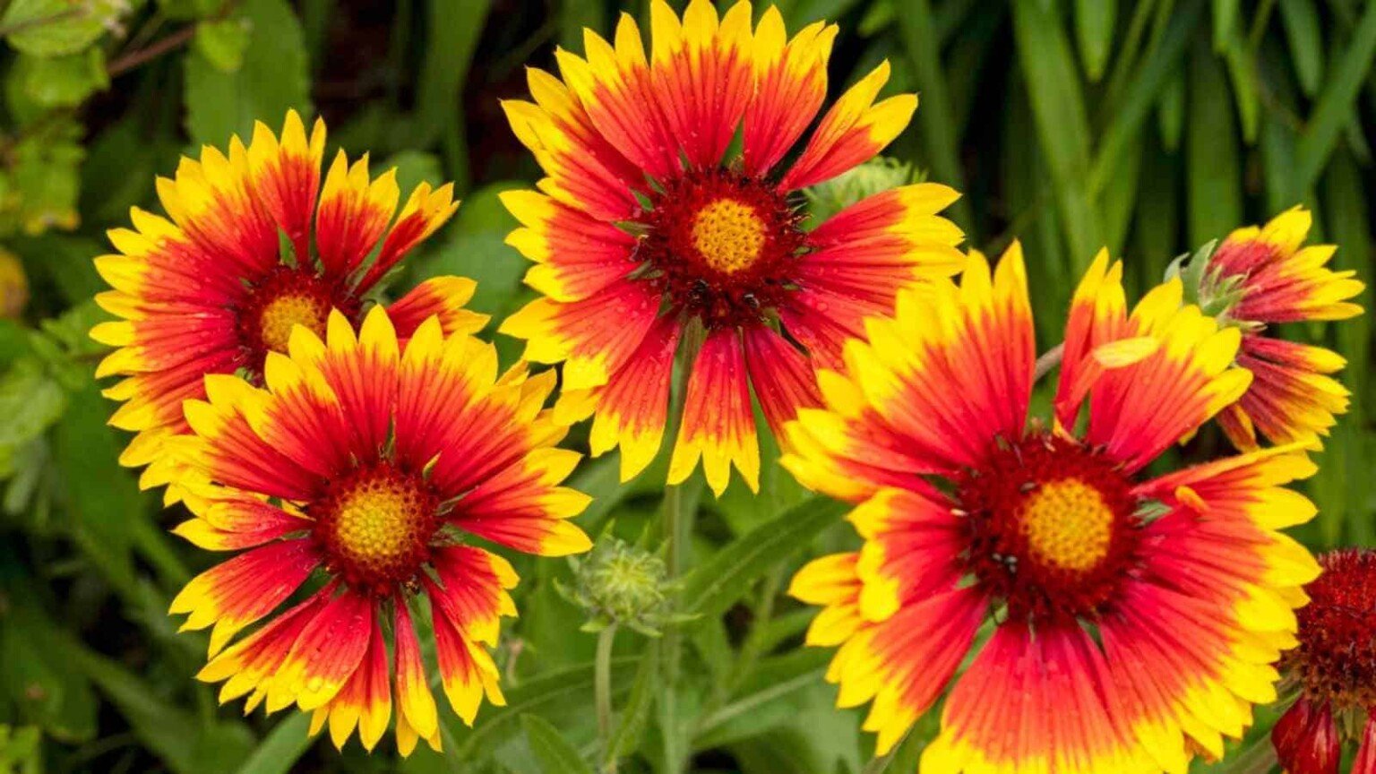 How to Plant, Grow, and Care for Blanket Flower (Gaillardia)