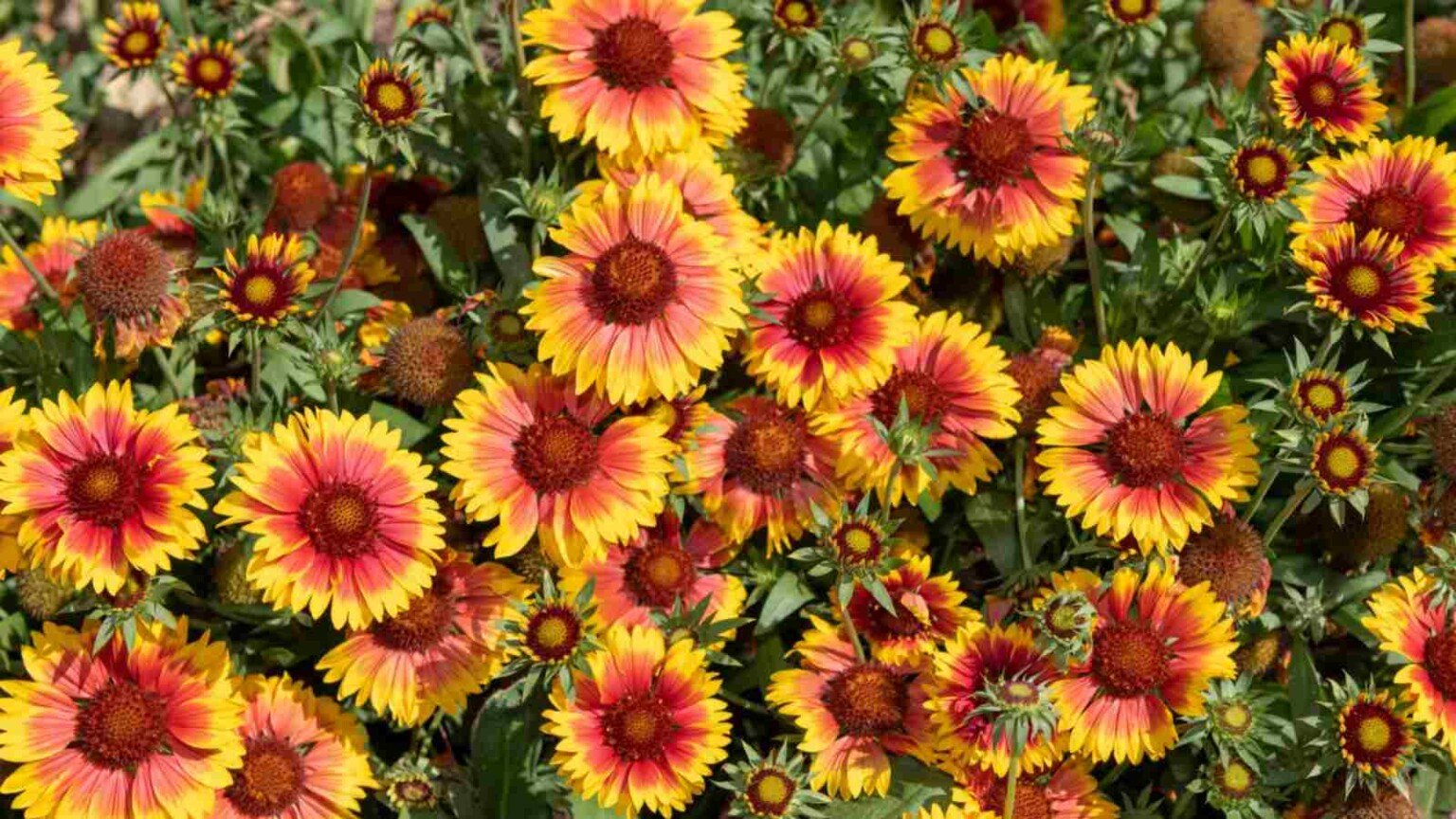 How to Plant, Grow, and Care for Blanket Flower (Gaillardia)