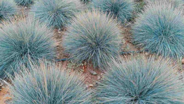 26 Best Ornamental Grasses for Low Maintenance Yards