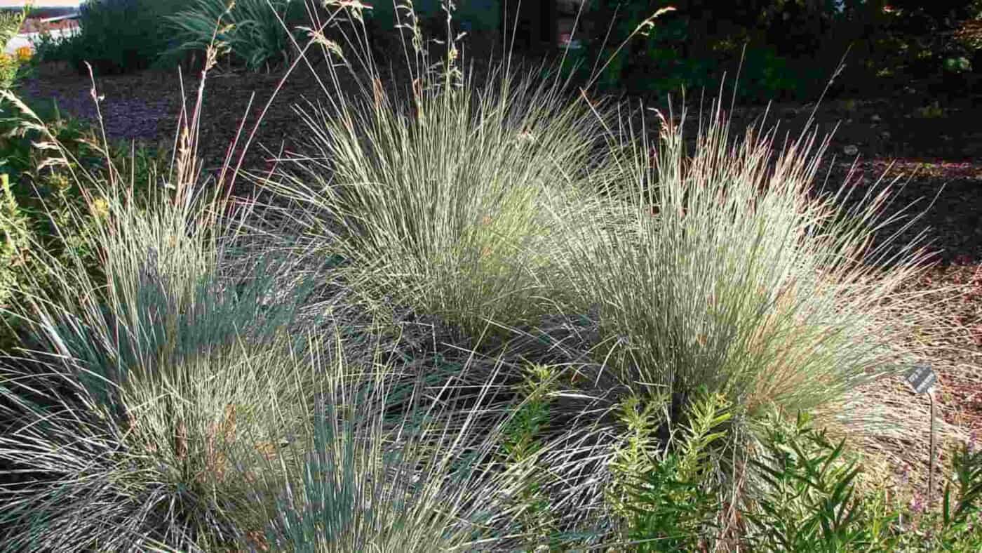 26 Best Ornamental Grasses for Low Maintenance Yards